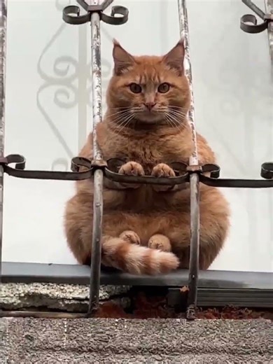 The orange cat remains silent and spring comes naturally#Big oranges are more