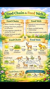 A food chain shows a single, linear path of energy transfer (who eats whom), while a food web illustrates the complex, interconnected network of multiple food chains in an ecosystem, offering a more realistic view of feeding relationships and energy flow between various organisms. Both demonstrate how energy moves from producers (plants) to consumers (herbivores, carnivores, omnivores) and ultimately to decomposers, but food webs highlight the multiple links and interdependencies, showing that m