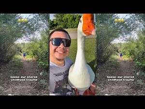 Goose Attack Moments 🪿 Funniest Goose Compilation