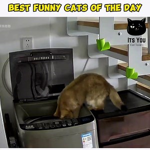When cats get into washing machine 😂😂 | It’s You