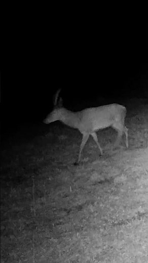 Punahirv, Cervus elaphus, Red deer - Eesti loomad