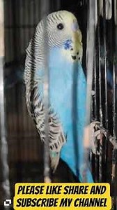 🦜From Eggs to Adorable - Holland Budgie Growth Stages#shorts #birds #parrot #Budgies #shortfeed