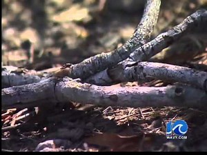 Osprey in cell phone tower - 6 p.m.