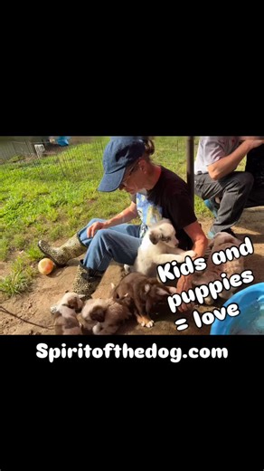 #aussiedoodlepuppies thx for bringing your grandson over for a visit Colleen ❤️ #aussiedoodle #aussiedoodlepuppy #aussiedoodles #doodles #goldendoodle #labradoodle #bernadoodle Spiritofthedog.com | Spirit of the Dog, LLC, Spirit Dog Kennels | Facebook