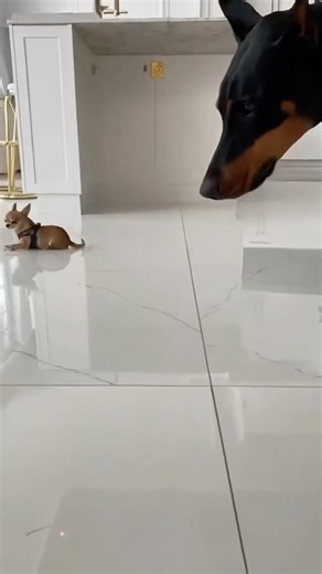 Giant Dog vs. Tiny Food Bowl: The World's Most Gentle Doberman Eater! #funny