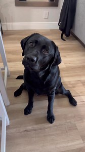183K views · 8.4K reactions | She’s knows the routine like clockwork! #dogsoffacebook #labradorretriever #dogs #fblifestyle | Livinlavitalexi | Facebook