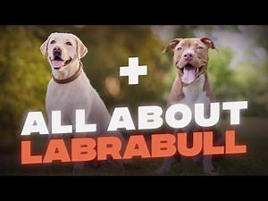 Pitbull Lab Mix: What To Expect From This Unique Combination
