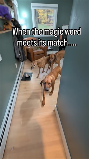 20K views · 2.9K reactions | ✨ OUTSIDE is magic ✨ but there is one thing that breaks the spell for Ridgebacks... | markingourterritory | Facebook