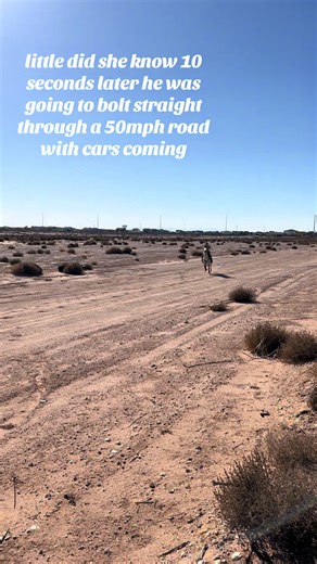 40mph on a runaway horse through oncoming traffic is super fun, you should try it! we're both fine. we were very lucky no cars were going by at the time and i was eventually able to stop him. and yes, i tried to stop him before he went towards the road, he just refused to stop. and no i was not running towards a road, he cut a hard left a couple seconds after the video ended and started trying to head back to the ranch @kaelynn #horses #runawayhorses #barrelracing #horsetok #fyp