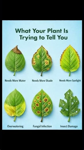 What Your Plant Is Trying To Tell You 😳