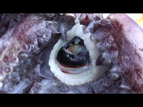 Fisherman Shows And Describes Beak, Other Parts Of Humboldt Squid