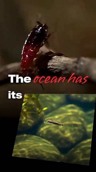 The Aquatic Sniper: The Incredible Accuracy of the Archerfish 🎯🐟