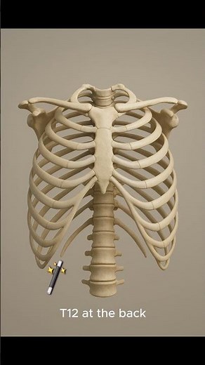 Twelfth Rib #anatomy # Floating Rib