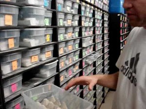 Dreamsicle Leopard Gecko---A real looker produced by crestedgecko.com