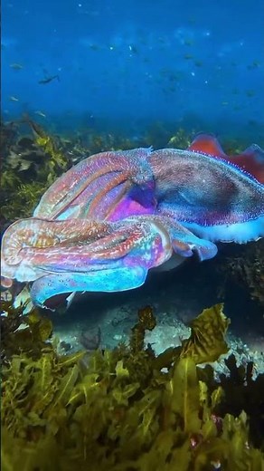 🐙 The Amazing Giant Cuttlefish #OceanLife #MarineWonder #Cuttlefish #NatureBeauty #UnderwaterWorld
