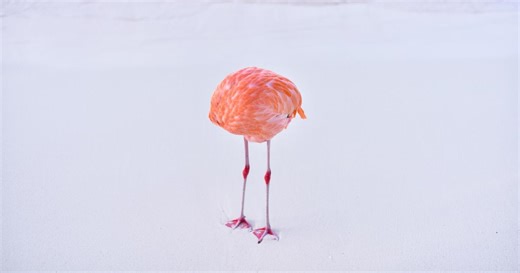 Real photo takes top honors in AI contest