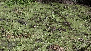 Rana, Ranas, Anfibio, Agua