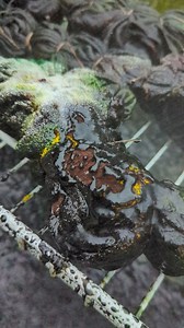 🪱🪱🪱 #trusttheprocess | Sacred Vision