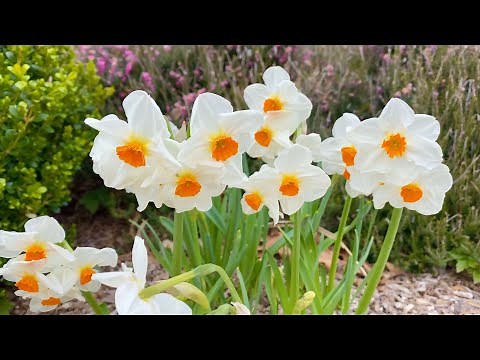 Daffodils: 7 Weatherproof Varieties in my Garden