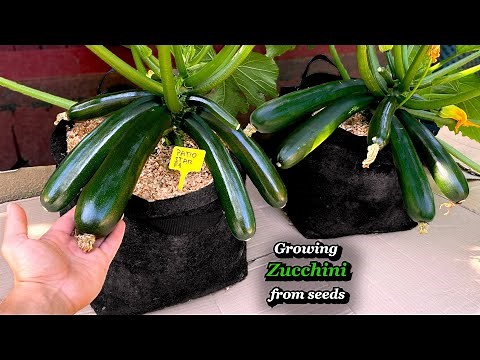 Growing Zucchini from Seed to Regular Harvests in Containers & Bags – Step by Step