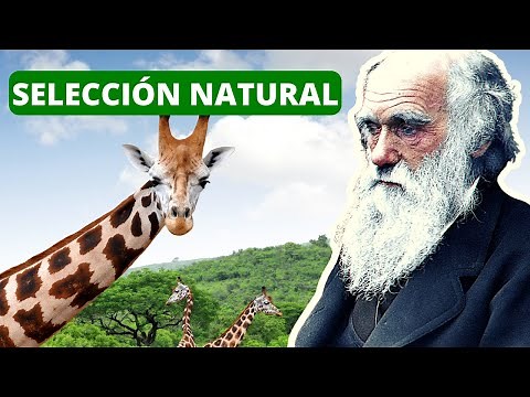 NATURAL SELECTION explained: process, Darwin, examples🐦