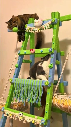 They’re absolutely obsessed with this ladder cat tree!😘😘