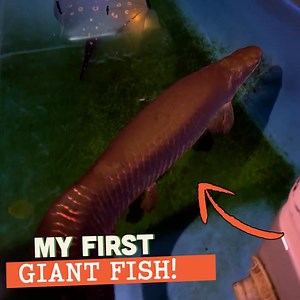 Huge Predator Fish Hasn’t Even Fully Grown Yet! | Brian Barczyk