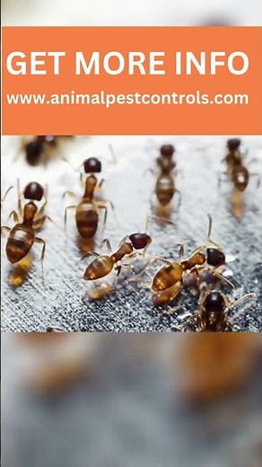 The Ultimate Ant Kill Hack - Baking Soda & Sugar Mixture