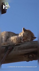 54K views · 1.1K reactions | Sleepy lynx rescued from top of power pole in Siberia. #Russia #cats #animals #wildlife #nature #HKeye | HKeye | Facebook