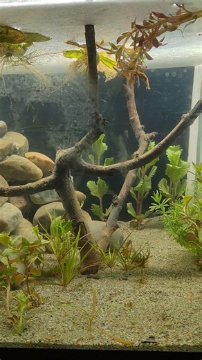planted aquarium setup #fishtank #diyaquarium #plants #plantedaquarium #fishaquarium