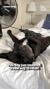 97K views · 1.2K reactions | This belly-scratcher's a real head-scratcher! 樂 #Dogs #Funny | Try Not to Laugh | Facebook