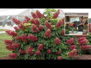 Roberta's 1-Piece Ruby Slippers Hydrangea Live Plants on QVC