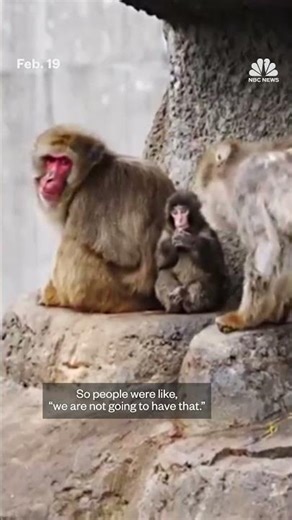 Punch the monkey, initially an outcast, finds some friends