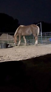 551K views · 4.8K reactions | Bella Update! At 11:15am. She was very...