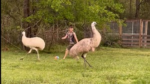 Playful emus join kids in soccer game on farm