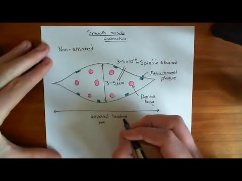 Smooth Muscle Contraction Part 1