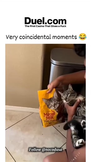 nocodeusa on Instagram: "This viral compilation nails the art of perfectly timed coincidences — from a kitten sitting exactly on a Whiskas bag mid-meal 🐱, to a passing train perfectly framing a Buddha statue like it’s rocking sunglasses. The mix of real-life accidents and optical illusions turns ordinary moments into pure comedy gold. 😂 Posted by a cat enthusiast account, the 1-minute video breaks from its usual cute-cat formula — yet it blew up, pulling in 76,000 likes and 1.5 million views i