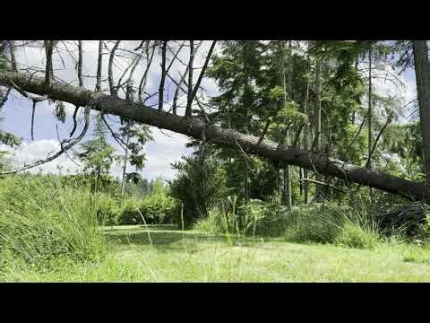 Exploding Tree Breaks Trunk