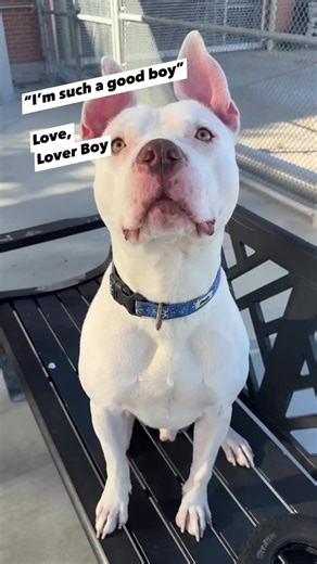 3.2K views · 51 reactions | Lover Boy is a 1 year old neutered male pit bull mix who is looking for a forever home. You can meet him at the Harker Heights Pet Adoption Center, his adoption fee is $65 and he can go home with you today! #hhpac #harkerheightspetadoptioncenter #adoptadog #adoptdontshop #shelterdog #shelterdogsofinstagram #pitbull #bully #dontbullymybreed #rescuedog | Harker Heights Pet Adoption Center | Facebook