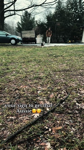 it will change your life🥰 | Aussie Puppies