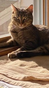 Beautiful BEEP Tuesday car ride River Ridge Animal Hospital Yearly health exam Heart beating in over drive Required rabies shot Booster to vaccinations 7.2lbs weight Nails trimmed Ears cleaned Scared but very well behaved for Dr Phil BEEP found hiding in bushes in 2023 estimated age was 6 weeks scooped up by Joyce & Larry Deets no mama or other kittens found into my foster care Nov 2023 spayed, microchipped, vaccinated No adopters stepped forward Mike & I eventually adopted sweet BEEP Living str