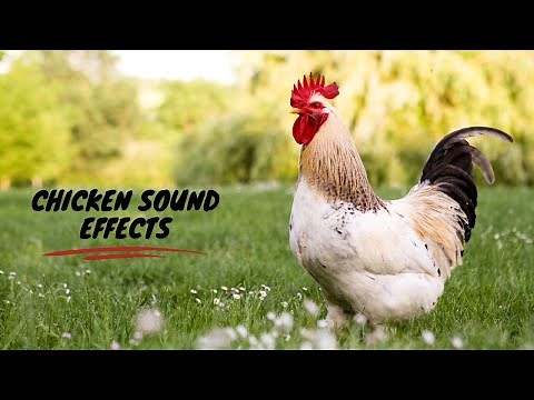 Chicken Sound Effect: Chicken Crowing Sound | Chicken Clucking Sound| Chicken Squawk Sound