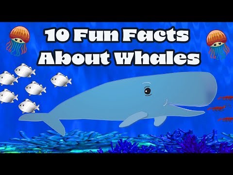 Fun Facts About Whales