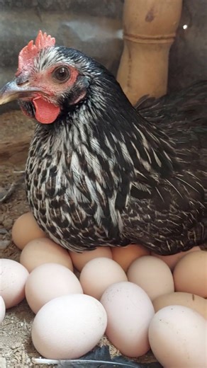 This chicken is an egg-laying machine 🥚🥚 #chickens #egglayers #chickenfarming #buhayprobinsya #viralreels #fbreelsvideo | CineVertex