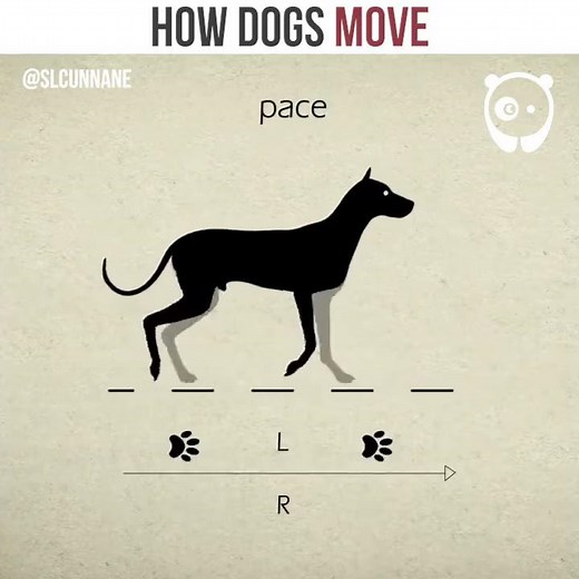 How dogs move by Stephen Cunnane
