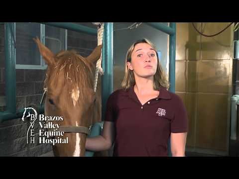 Fly Allergies in Horses