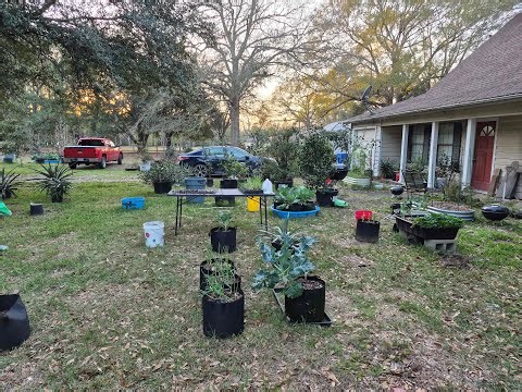 Touring My Over 100 Container Garden and Trying to Find Out What Is Eating My Beet Seedlings.