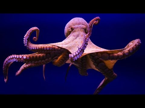 The Octopus That Can Change Its Shape! | Nature's Genius Revealed