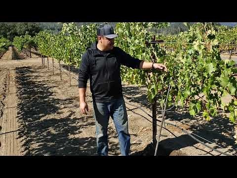 Installing the Deep Root Irrigation system - English version