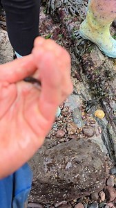 Afternoon Everybody Rockpooling | MR FISH